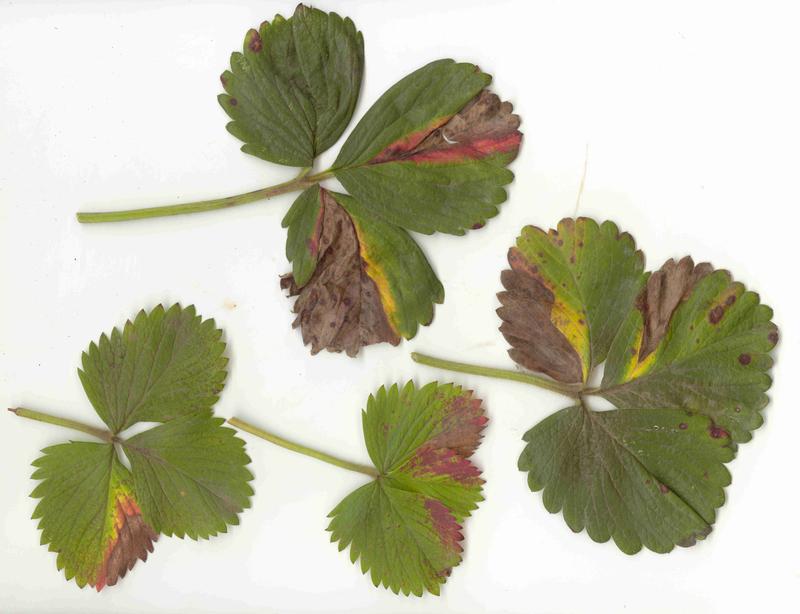 Szamóca - NövényDoki